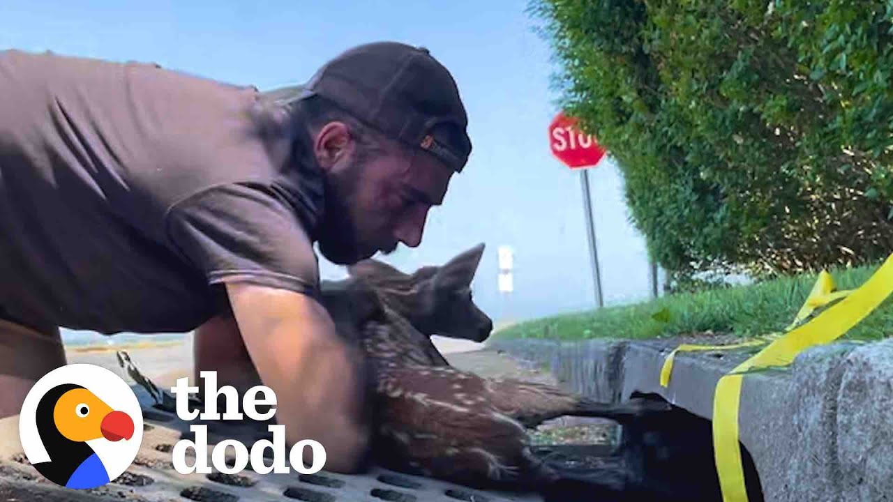 Couple Fills Their House With Rescued Wild Animals | The Dodo Heroes ...