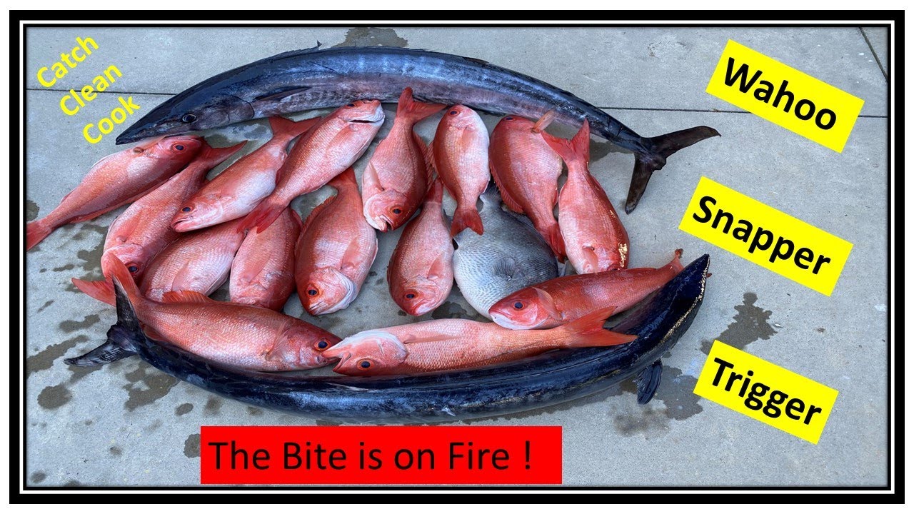 The Bite is on Fire Snapper, Trigger, Wahoo Catch Clean Cook - YouTube