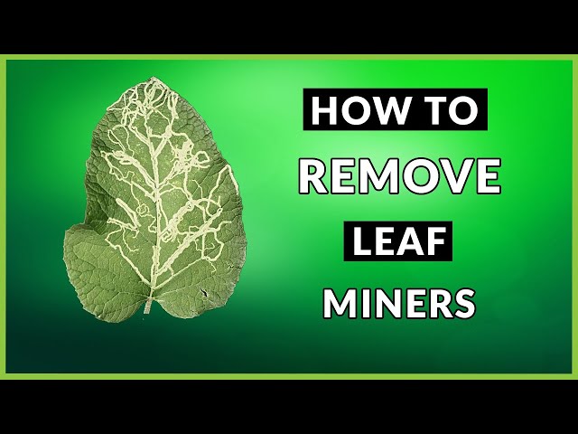 Can You Eat Leaves With Leaf Miners