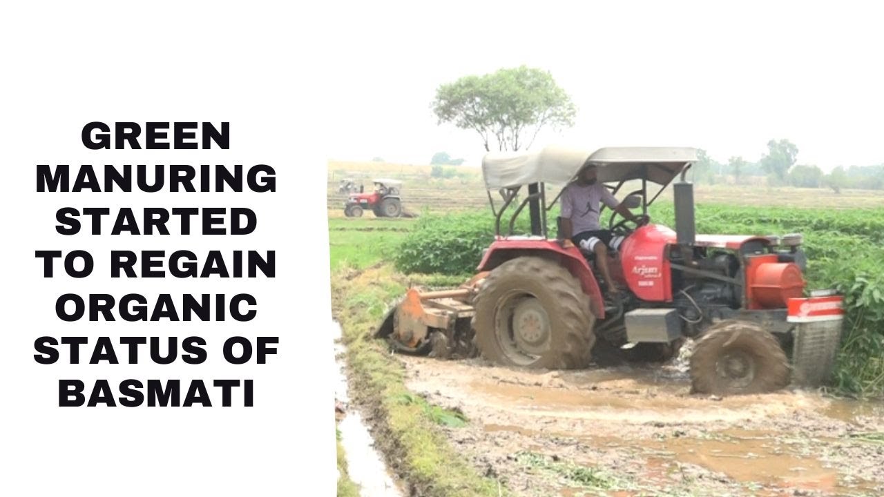 Green Manuring Started To Regain Organic Status Of Basmati - YouTube