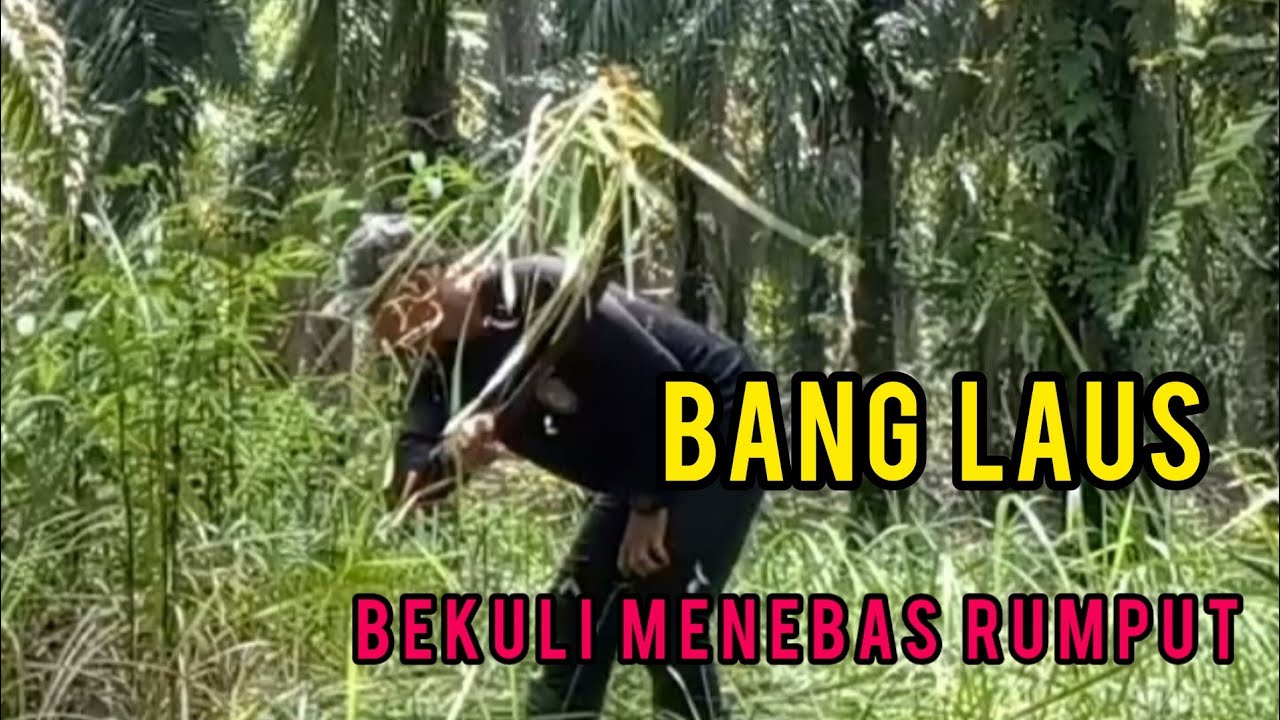 Bang Laus || Bekuli Menebas rumput - YouTube