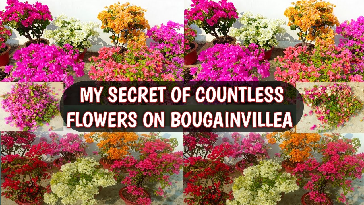 MY SECRET OF COUNTLESS FLOWERS ON BOUGAINVILLEA | BOUGAINVILLEA HEAVY ...