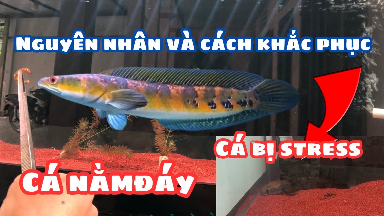 Cá Lóc Nằm Đáy Nguyên Nhân Và Cách Khắc Phục Đơn Giản Giúp Cá Mau Dạn ...