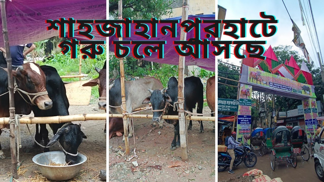 শাহজাহানপুর গরুর হাটে প্রথম গরু চলে আসলো! Shahjahanpur gorur hat 2025# ...