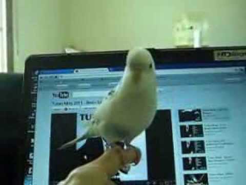 #muhabbet kuşu cicican ankara oyun havası oynuyor:)