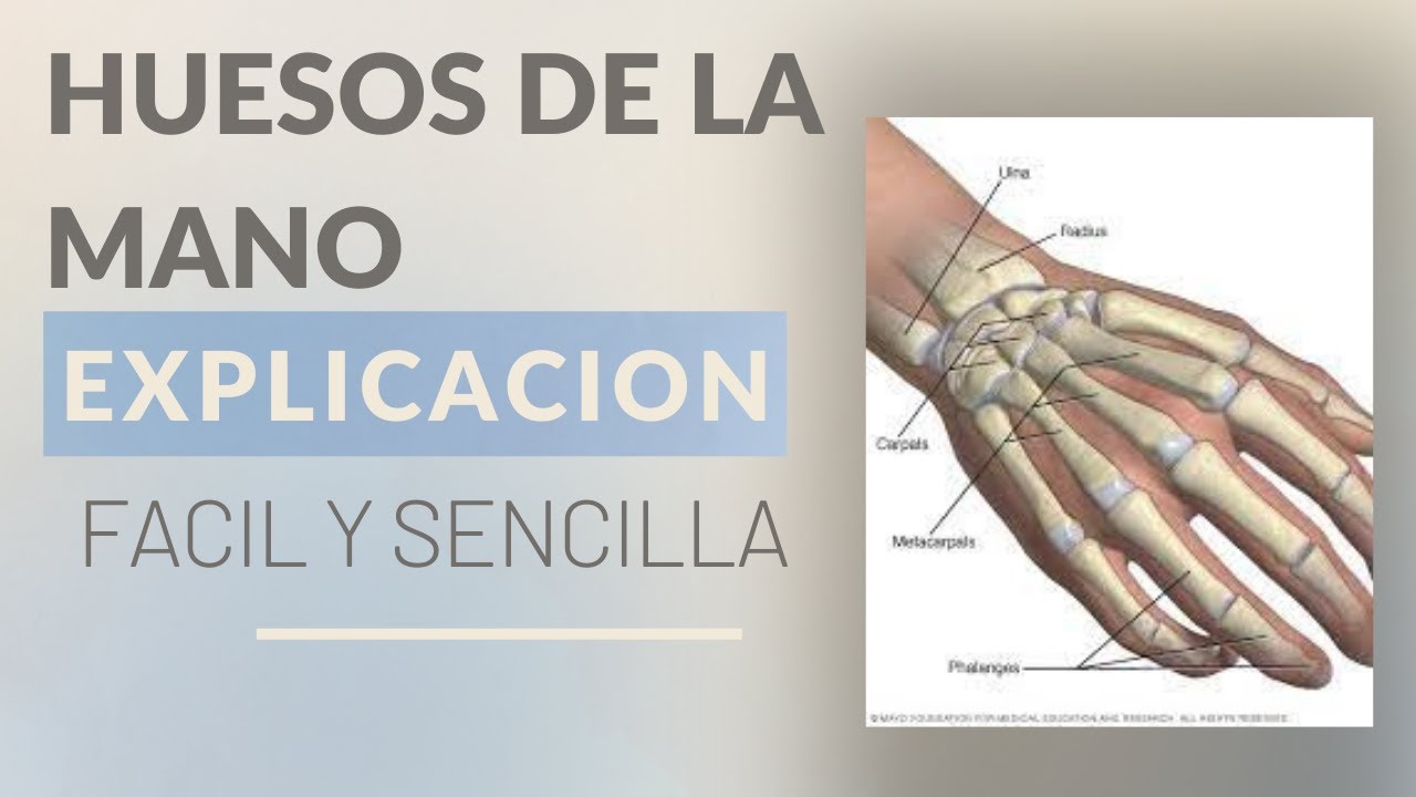 Anatomía de los huesos de la mano, Explicación rápida y sencilla en 3d ...