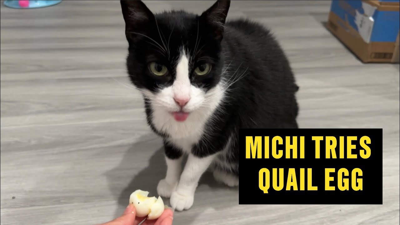 Watch Cat Michi Try Quail Eggs for the First Time! | Healthy Cat Snack ...