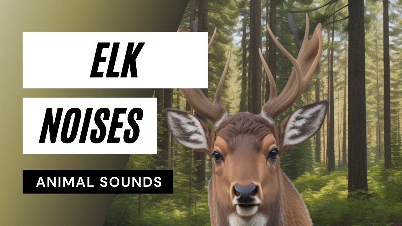 Animal Sounds: Elk Noises - moose sounds - noises - YouTube