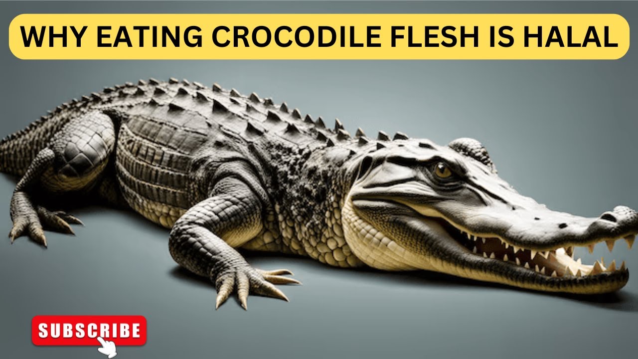 Why eating crocodile flesh is halal in Islam - YouTube
