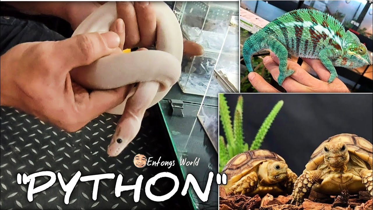 CARTIMAR PASAY: Mga "EXOTIC PETS" dito sa cartimar pasay, naka-Sale ...