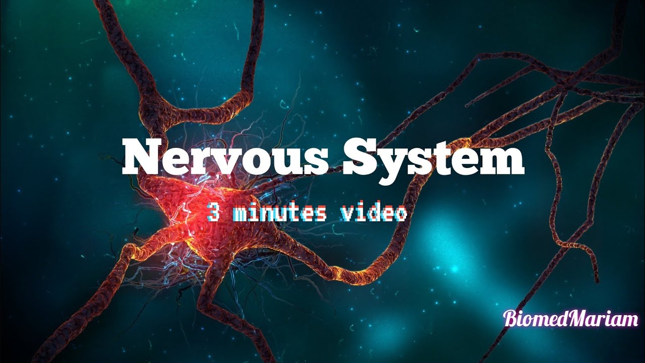 NERVOUS SYSTEM | Reflex Arc | Synapses - YouTube
