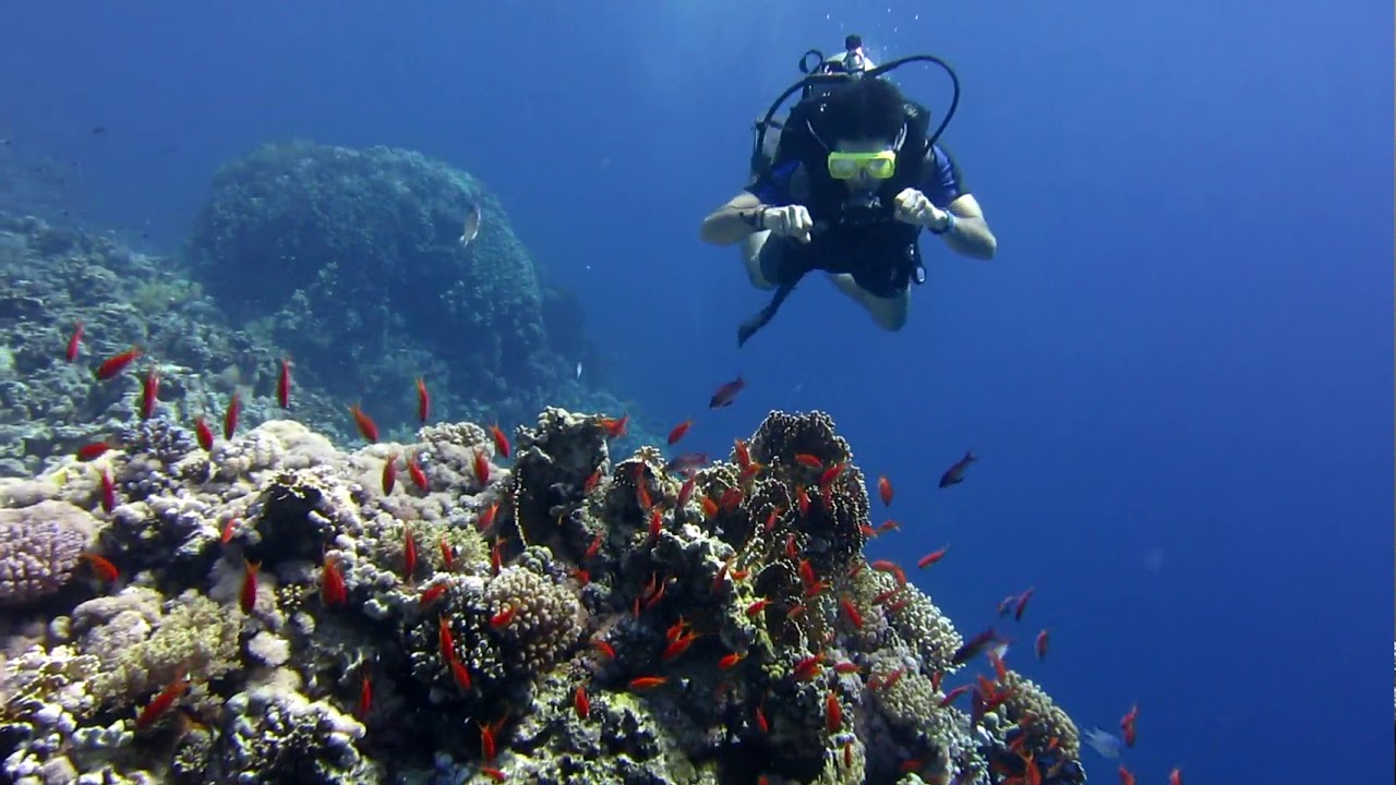 SCUBA DIVING RED SEA. EGYPT - YouTube