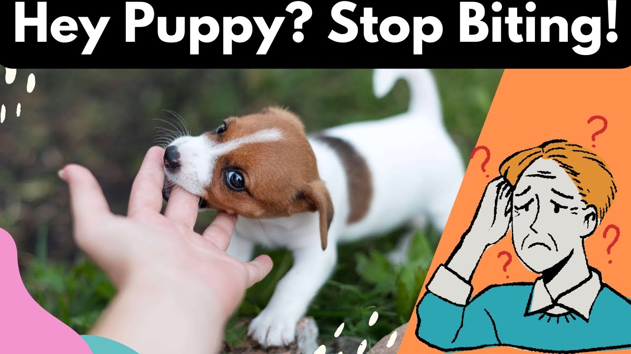 6 Tips For Training Your Puppy To Stop Biting - YouTube