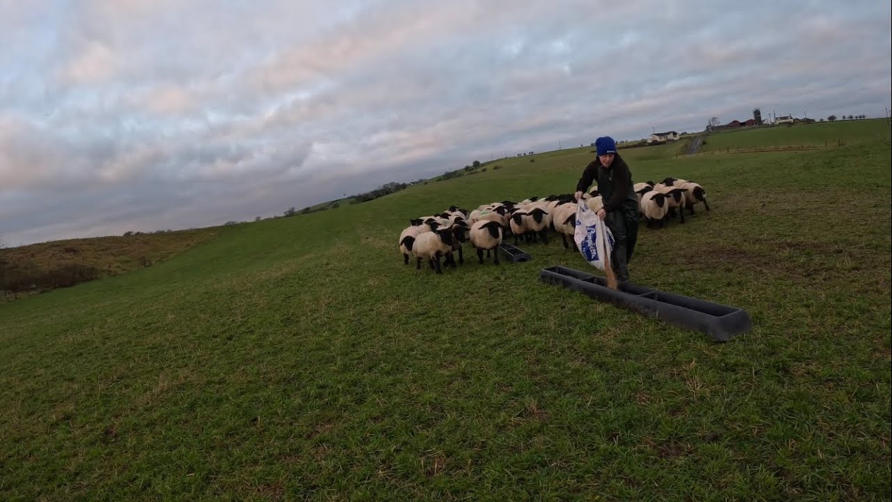 A day of general farm work! 👍 - YouTube
