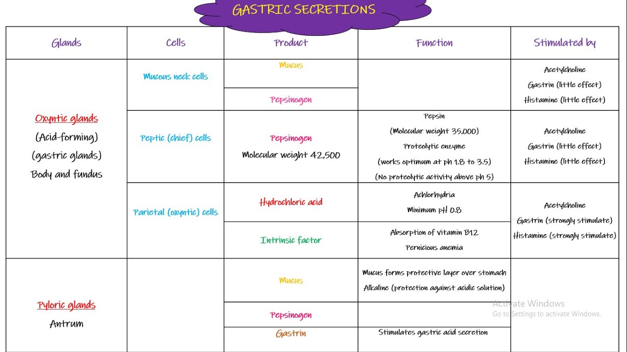 Gastric Secretion (Oxyntic Gland, Pyloric gland). Chapter 65 part 5 ...