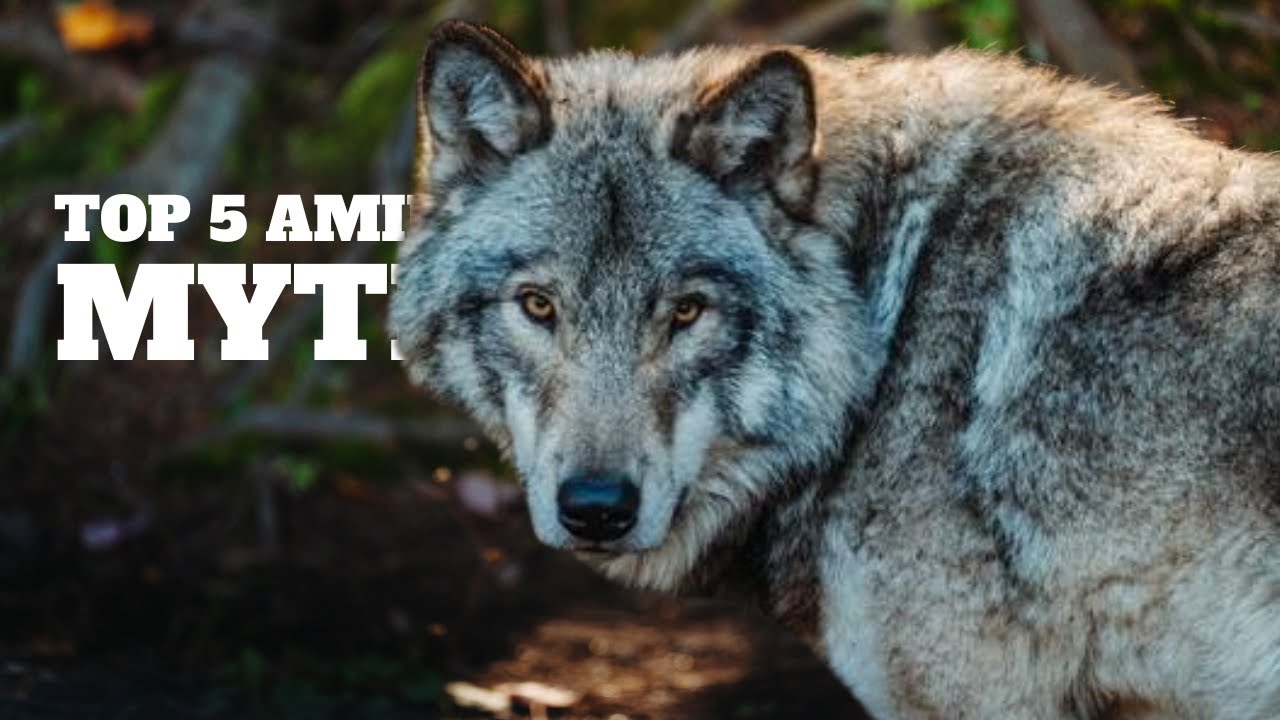 Top 5 Animal Myths - YouTube