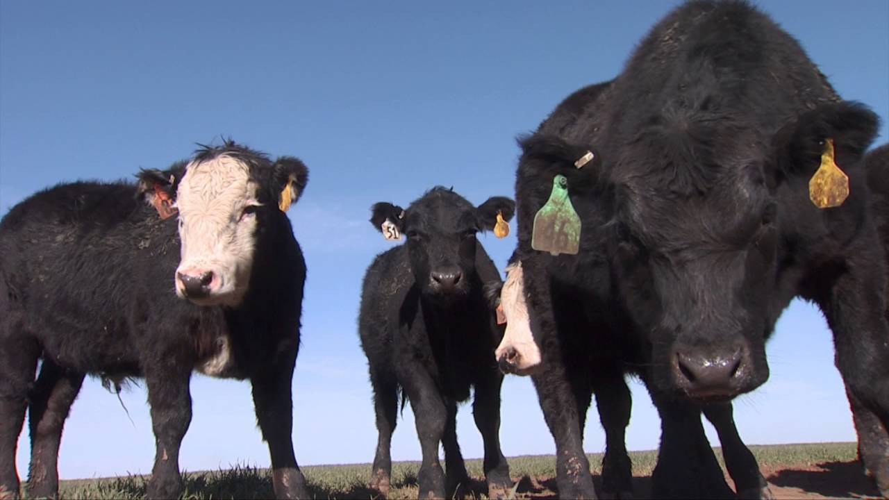 Livestock Markets with Darrell Peel (4/09/16) - YouTube