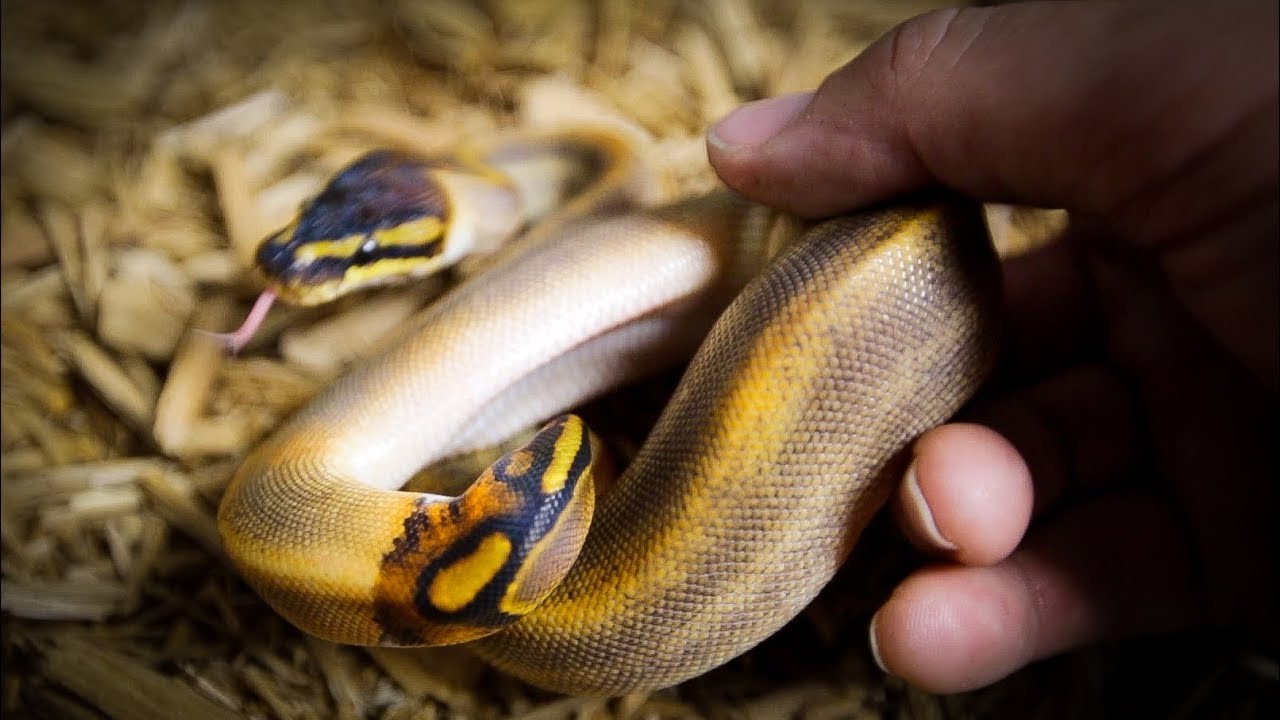 BALL PYTHON MORPH MADNESS 101 - YouTube