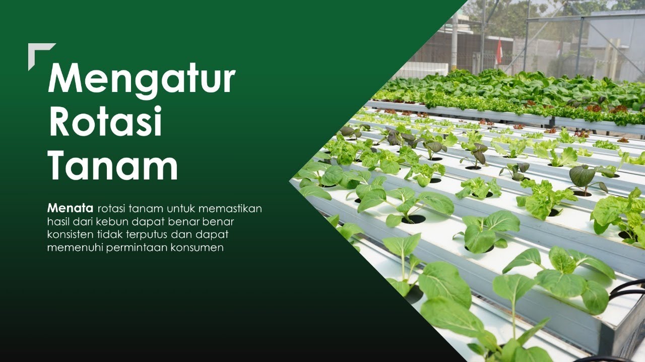 🔴 [LIVE] Mengatur Rotasi Tanam yang Konsisten - YouTube