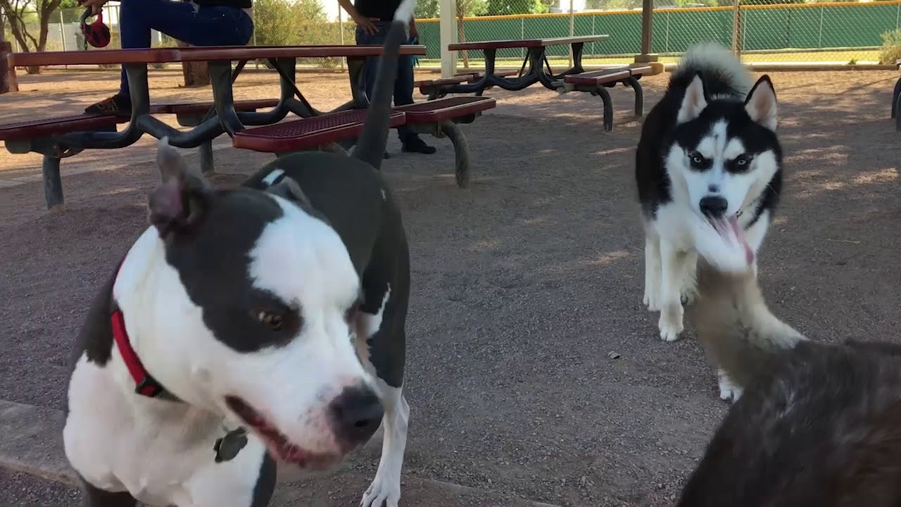 Arizona Service Dogs - YouTube