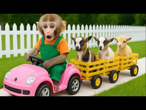 Bim Bim the clever monkey's farm is in chaos — his dream has astonished everyone!