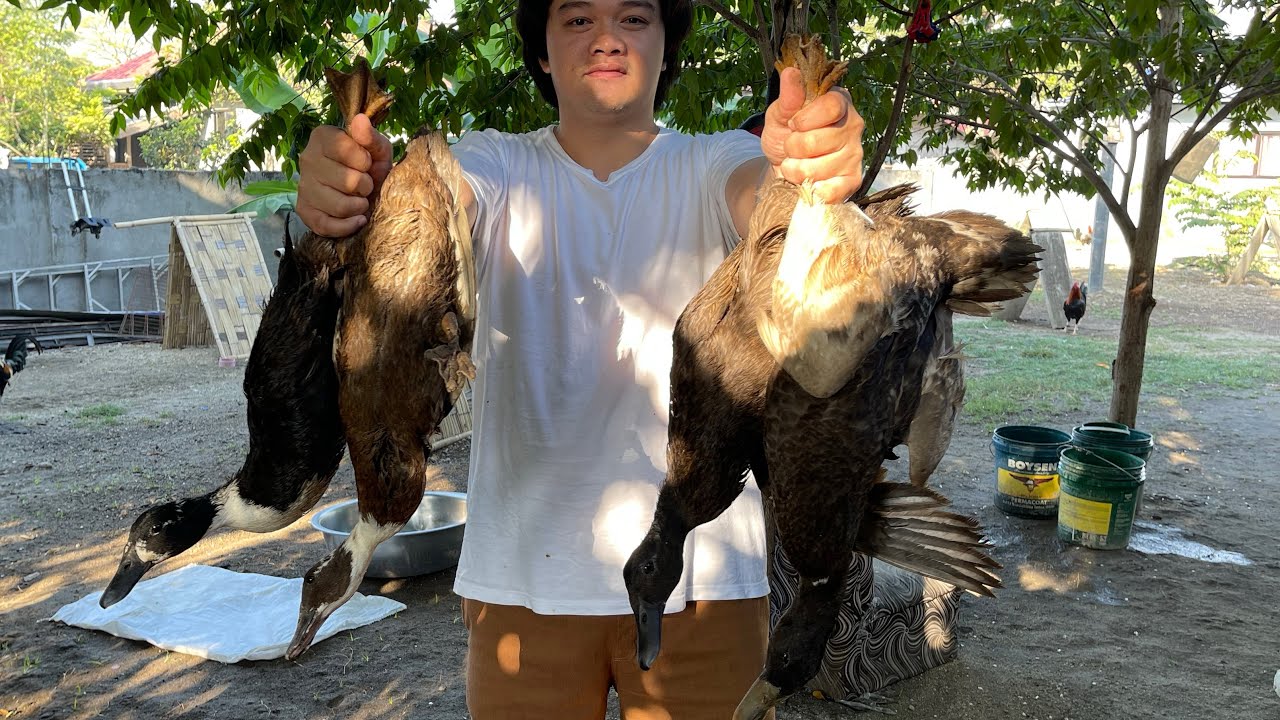 Native Ducks Cooked in Lemongrass | Carlo Backyard Cooking - YouTube