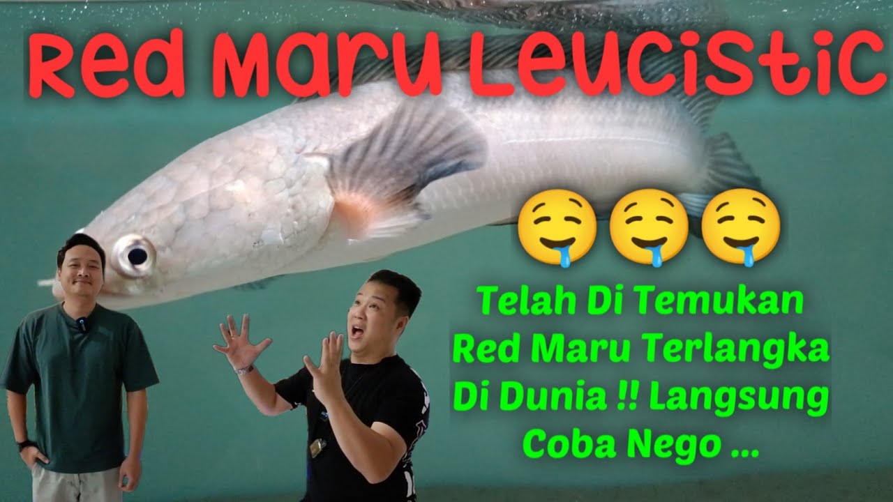 SILUMAN Red Maru ‼️Langsung TAWAR Bikin Ngiler 🤤🤤🤤 ... Serang - Banten 🙏🙏🙏 - YouTube