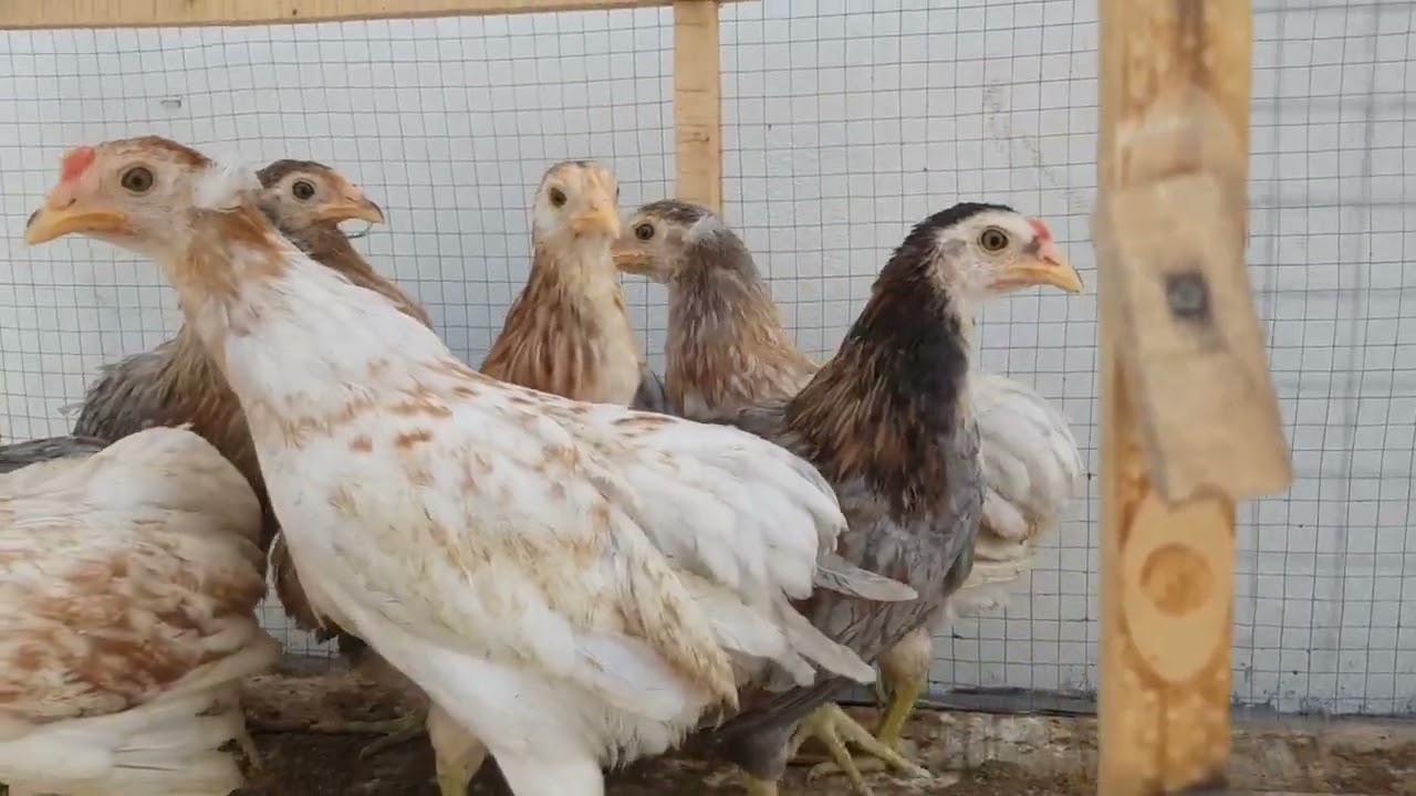 how to identify male and female in ameraucana chicks - YouTube