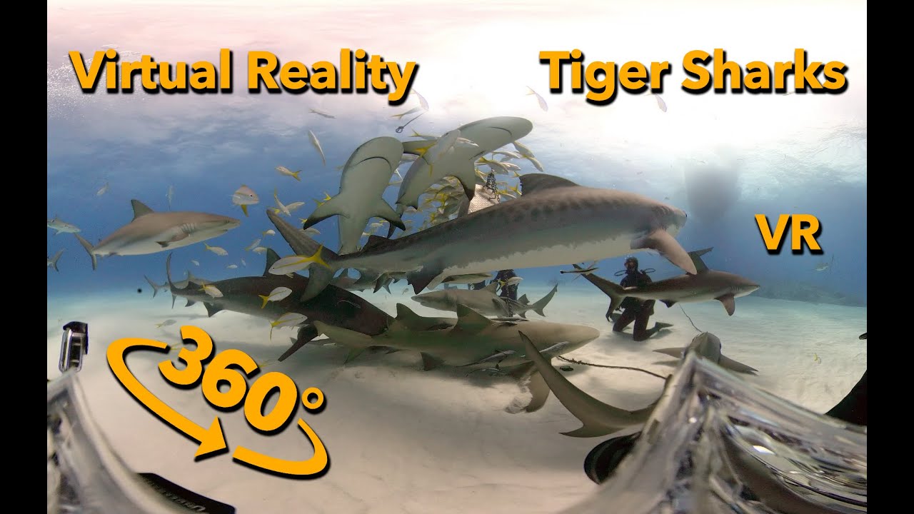 Shark Virtual Reality 360° Tiger Shark Extreme #shark #sharks # ...