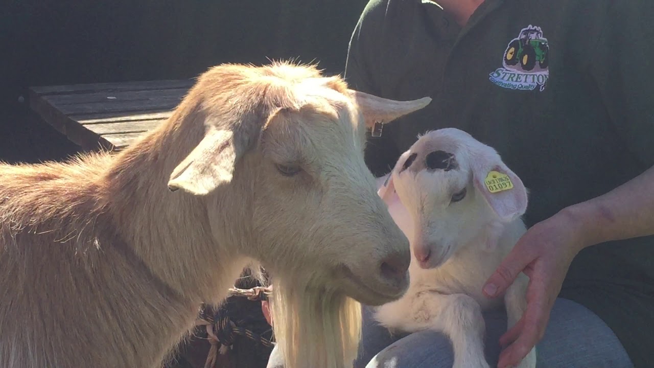 Dolly and Ferdinand, adopted baby goat - YouTube