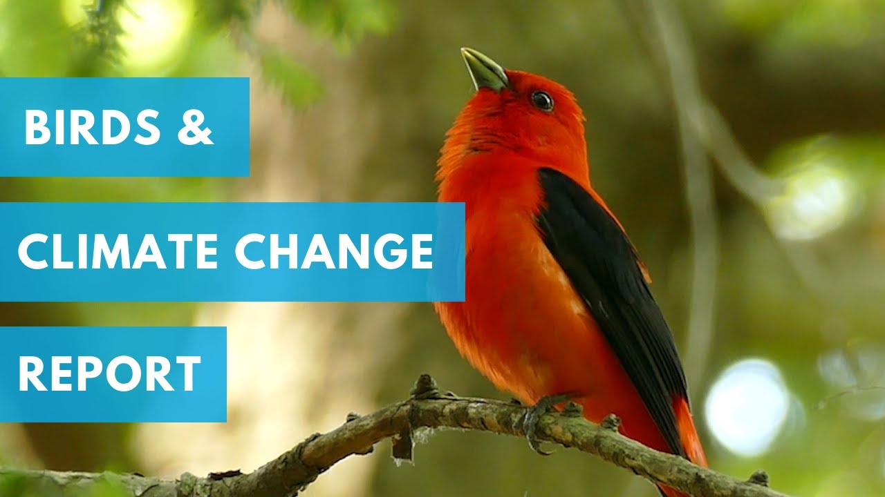 Audubon's Birds & Climate Change Report - YouTube