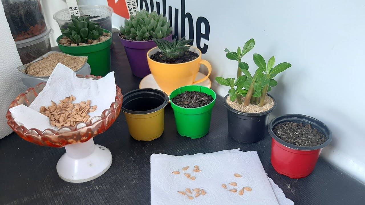 Aprenda a armazenar sementes e 3 formas de germinar sementes de rosa do ...