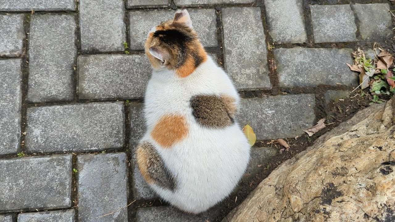 This cute calico cat wants to catch a bird - YouTube