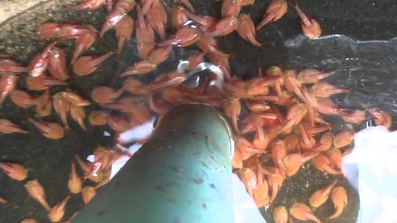 Triops Red Longicaudatus - YouTube
