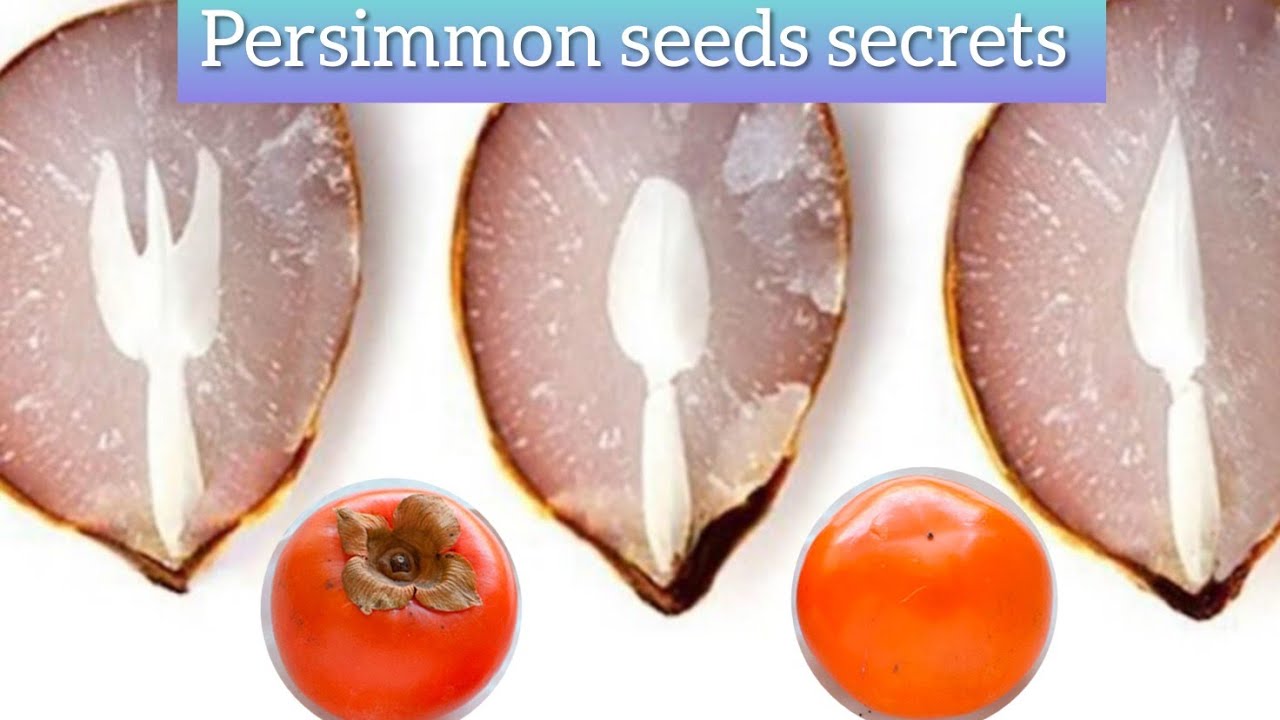 Predicting how cold the winter will be with persimmon seeds ...