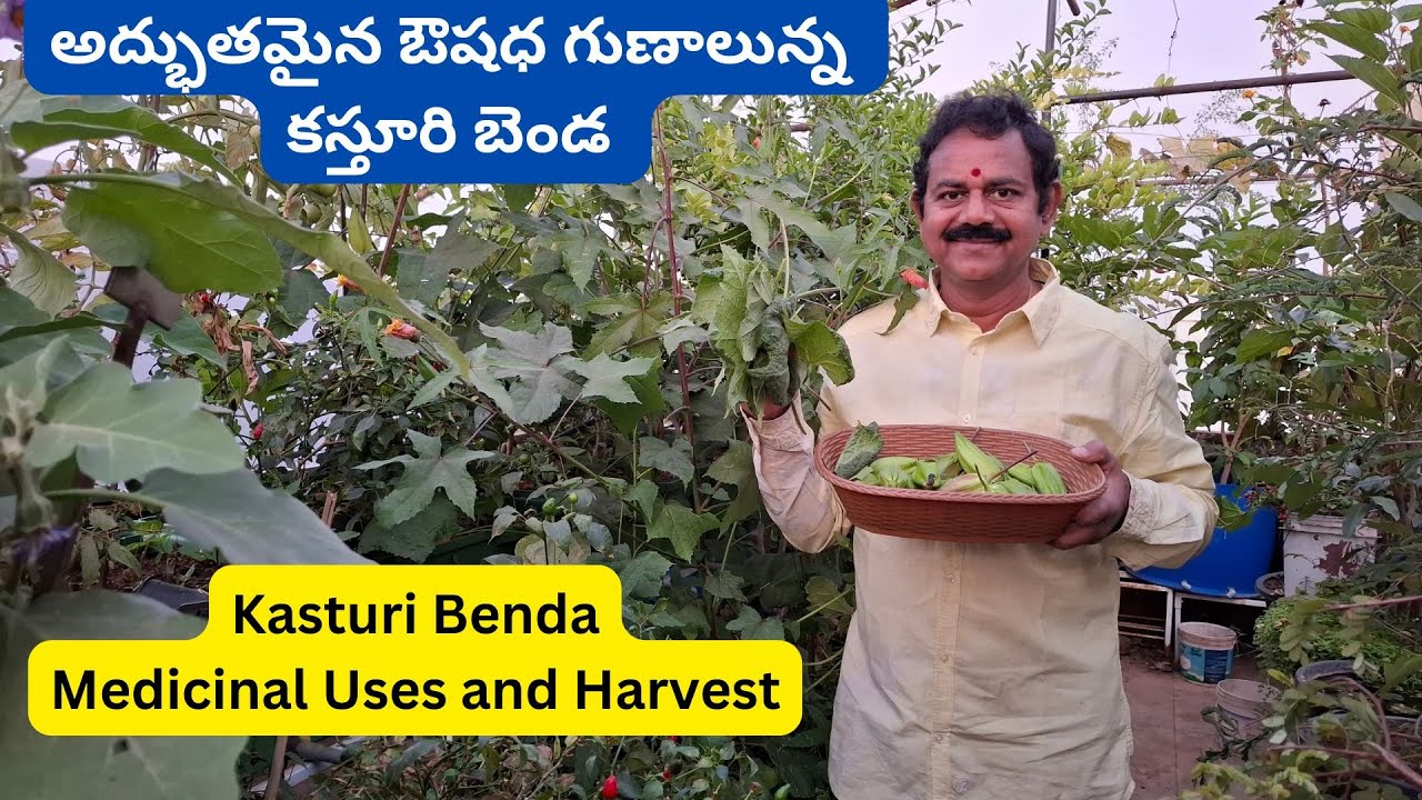Medicinal Plant Kasturi Benda Uses and Harvest | Musk Mallow | Musk ...