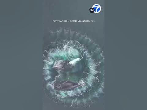 Humpback whales form Fibonacci spiral in Antarctica waters - YouTube