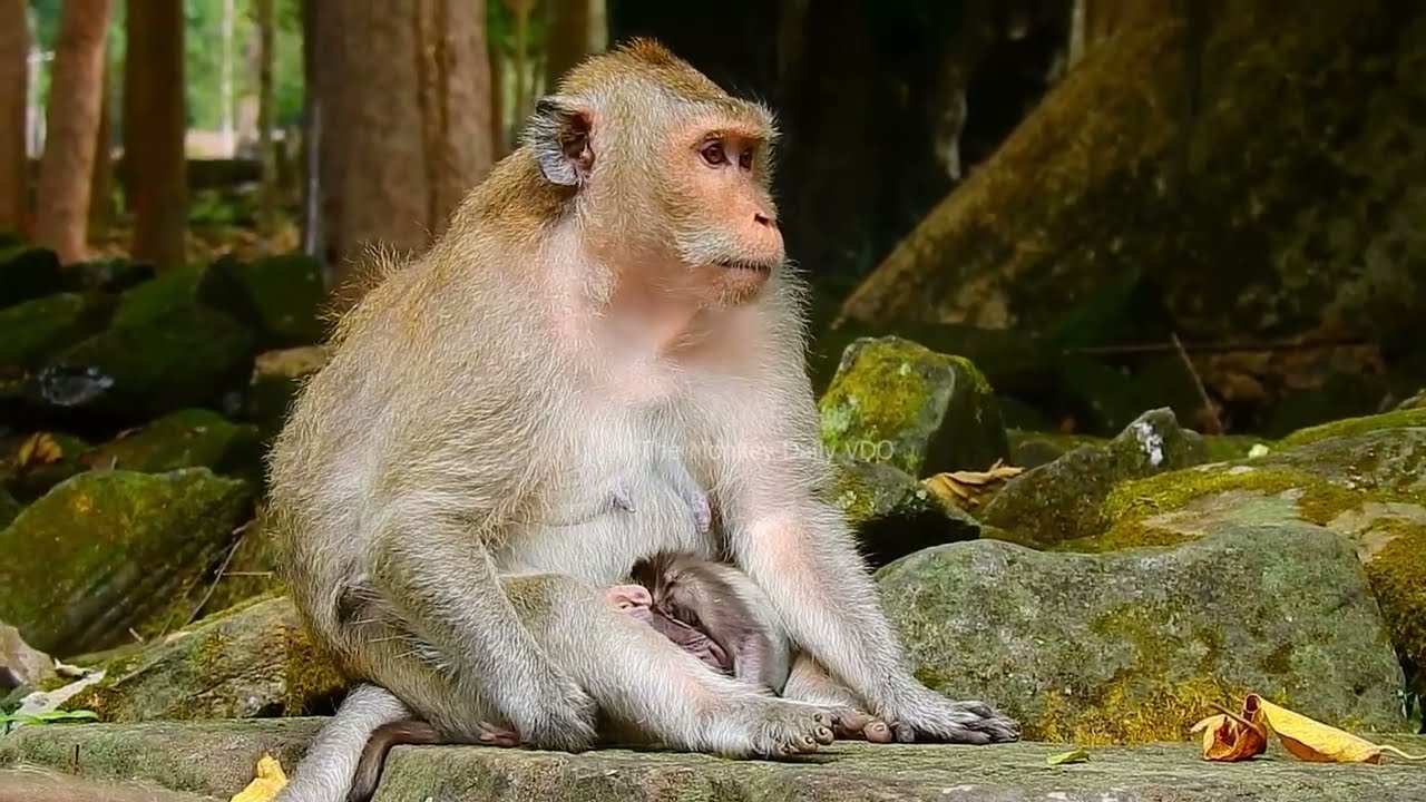 Sad! new baby monkey died after a week - YouTube
