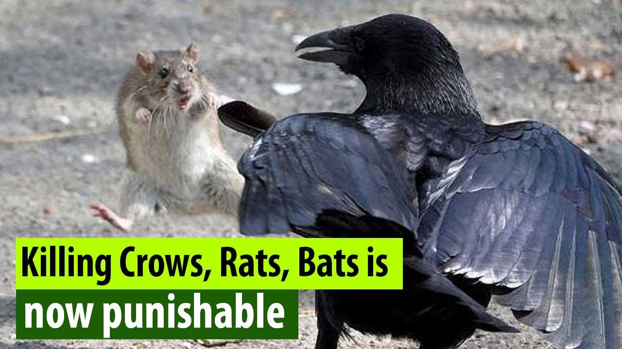 Killing Rats, Crows, Bats… placed under Schedule II is can land you in ...