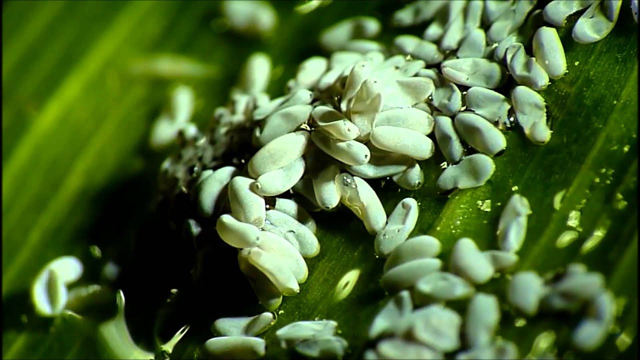 Hoverfly Eggs Hatching Music by Talpa - YouTube