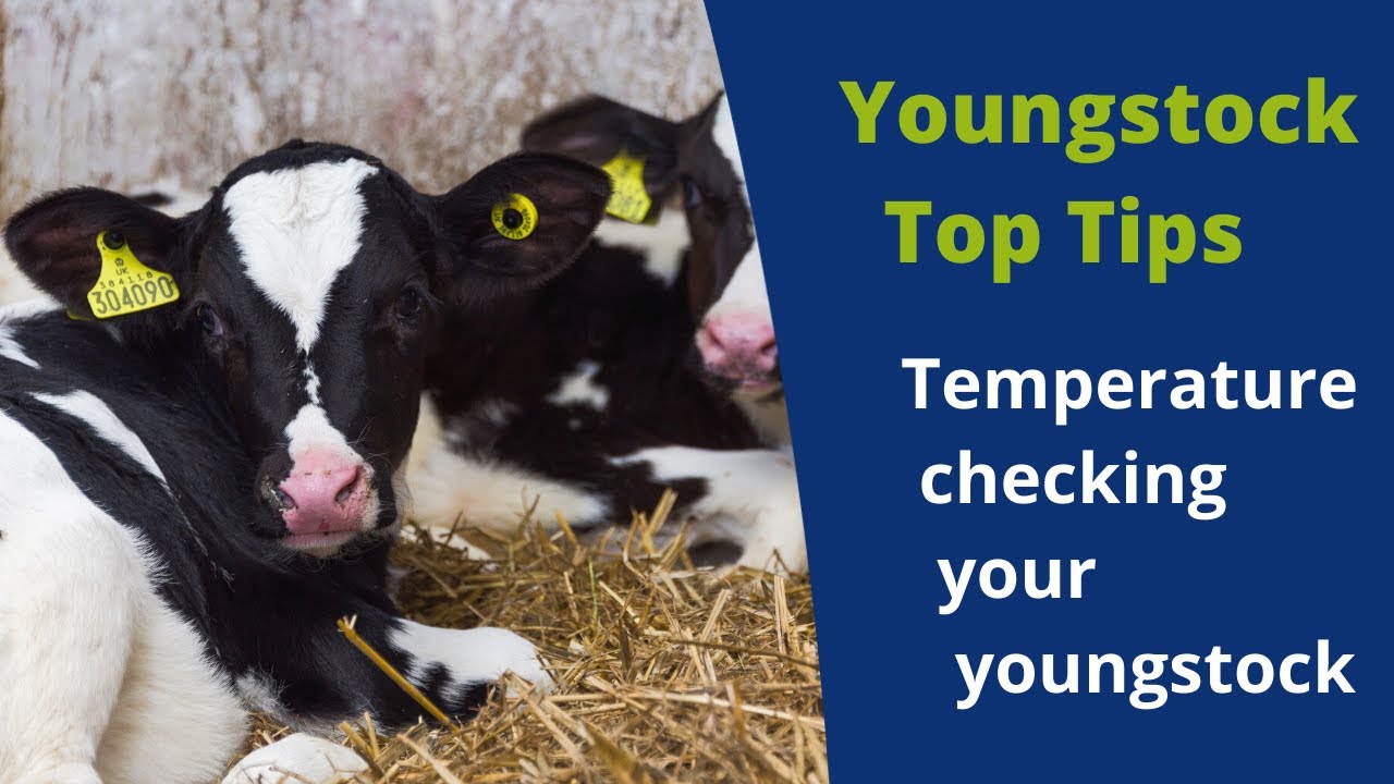 The importance of taking your calves temperature | ForFarmers - YouTube