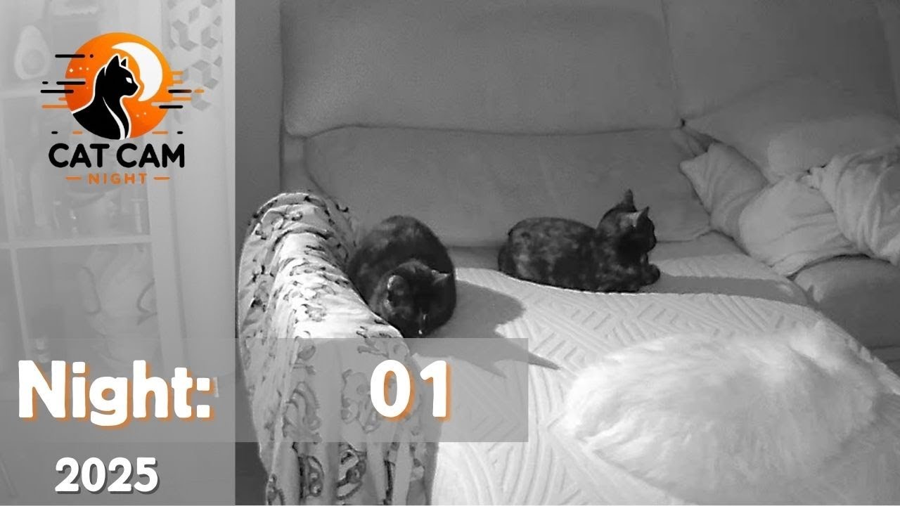 CATS night vision CAMERA REC 🙀 | Nigth 01 - 2025 - YouTube