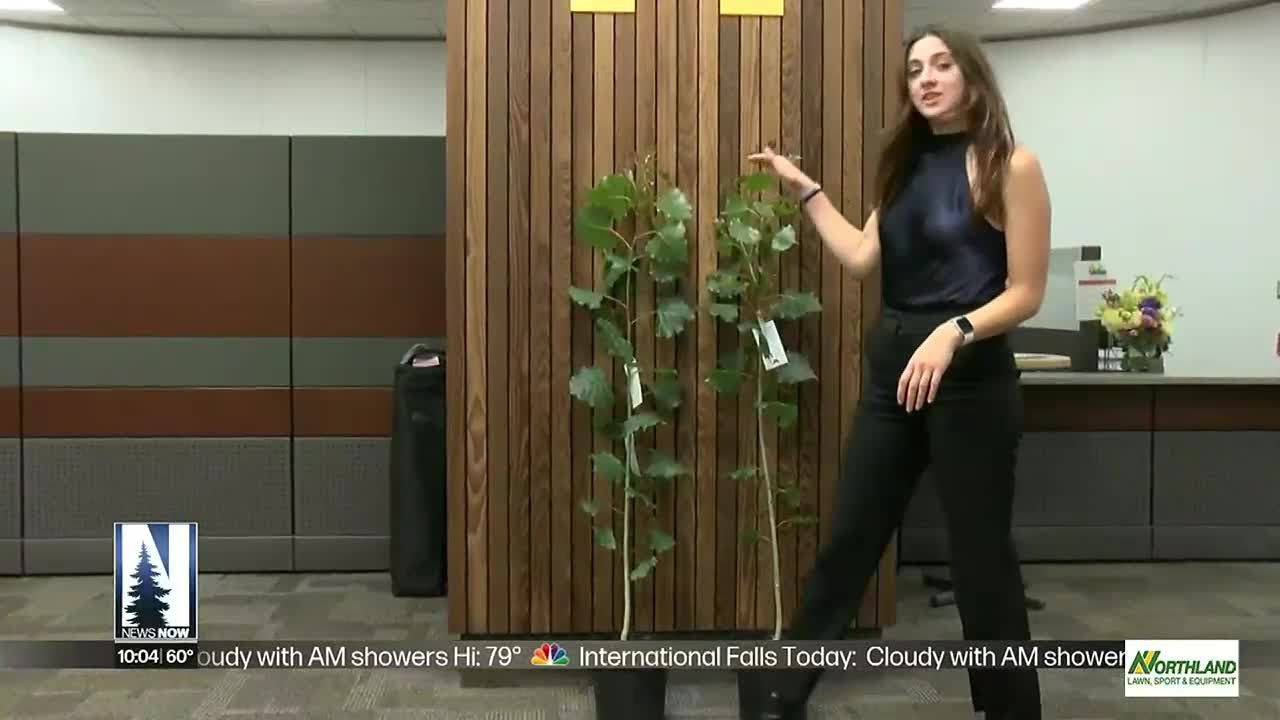 Innova tree grows in popularity due to swift growth - YouTube