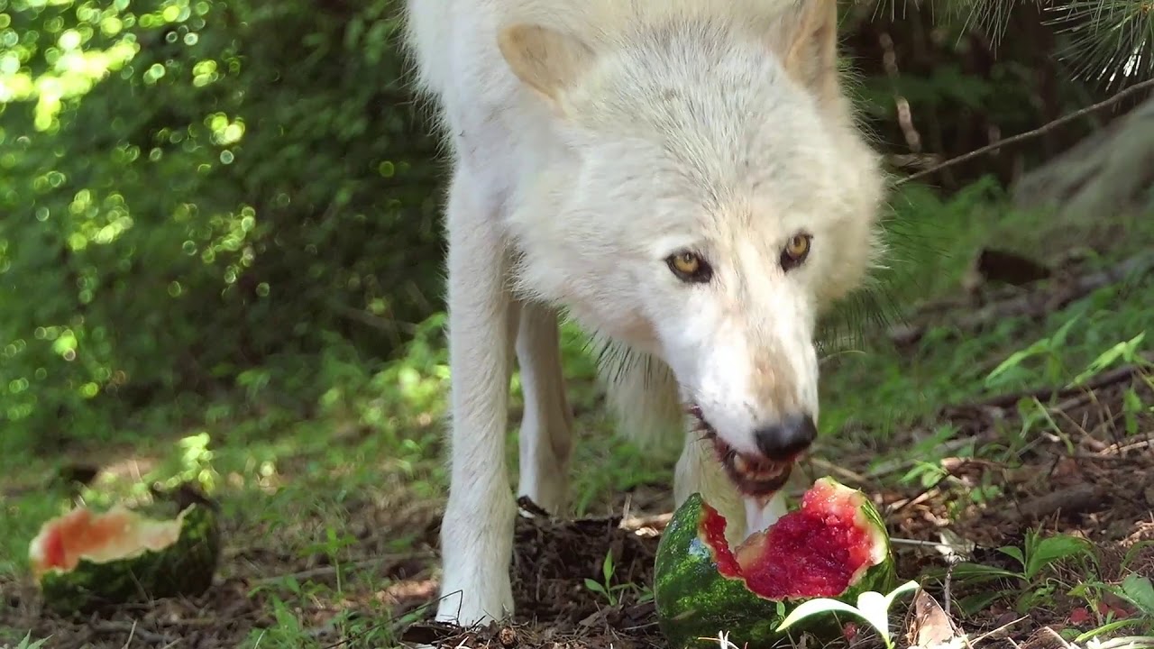 Watermelon-Loving Wolves! - YouTube