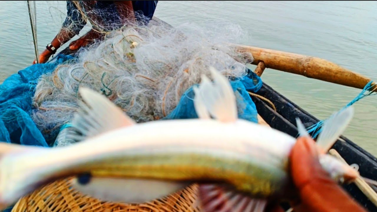 Fishing videos. Brahmaputra river Fishing video. Hook Fishing video ...