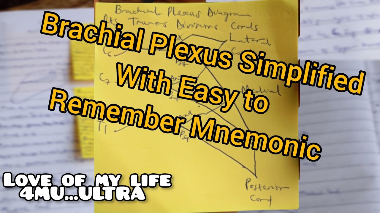 Brachial Plexus + Root Values of Nerves simplied with Easy Mnemonics # ...
