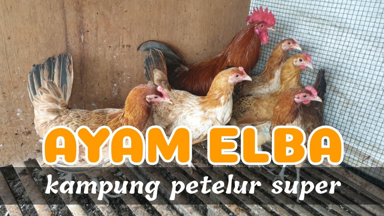 Ayam Elba Petelur Super - YouTube