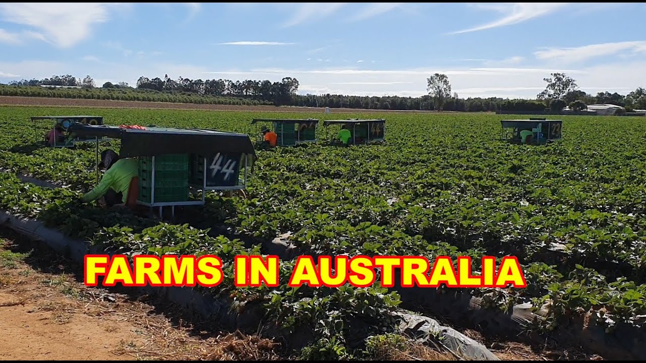 FARMS IN AUSTRALIA - YouTube