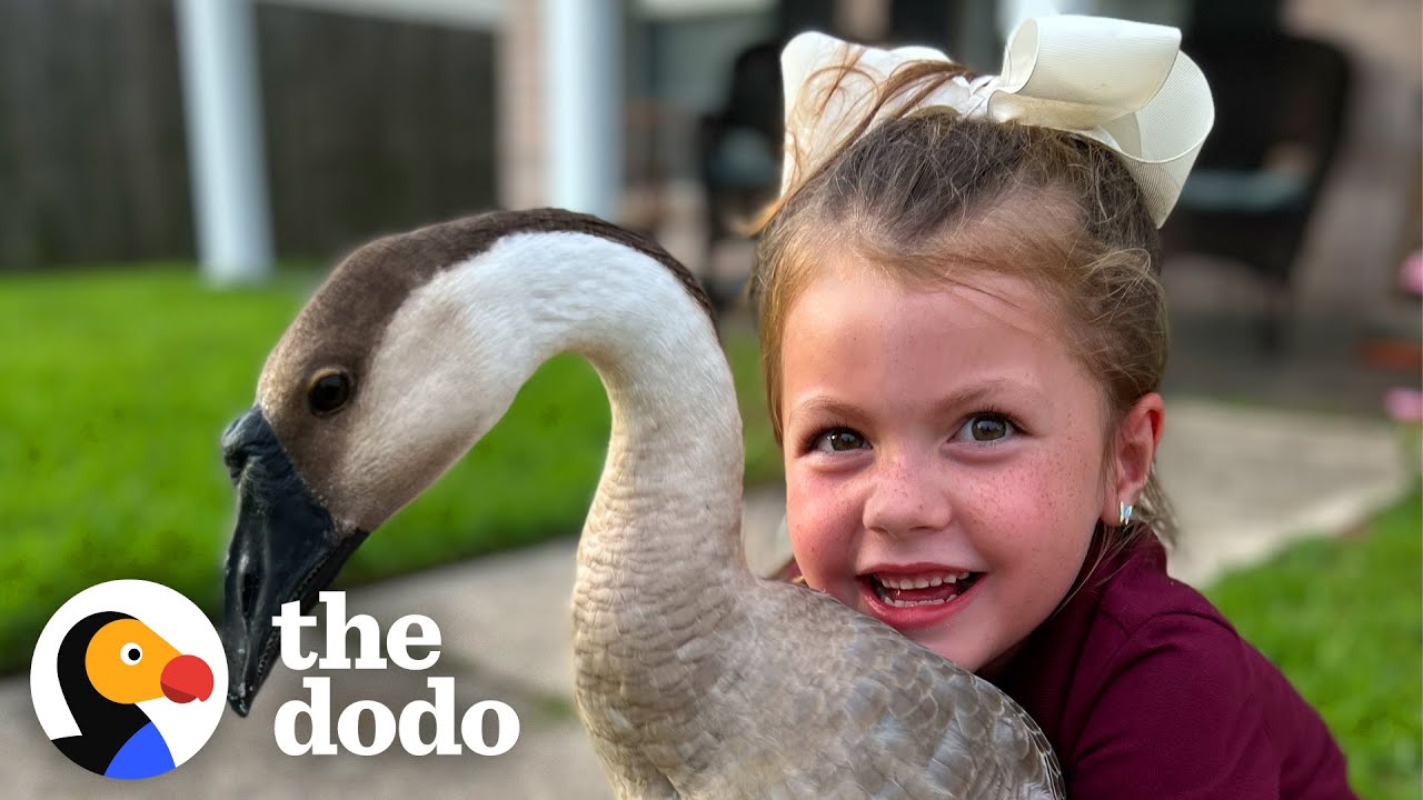 Goose Follows Little Girl Home | The Dodo - YouTube