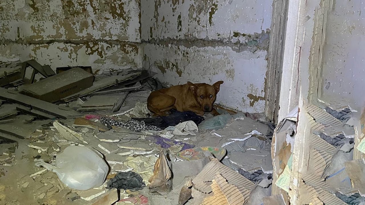 Rescue A Scared, Shivering Puppy In A Crumbling, Cold, Dark, Dangerous ...